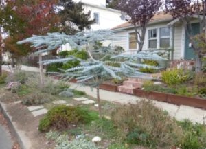 18 Types of Eucalyptus Trees: Leaves, Flowers, Bark – Identification ...