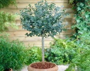 18 Types of Eucalyptus Trees: Leaves, Flowers, Bark – Identification ...