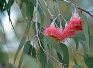 18 Types of Eucalyptus Trees: Leaves, Flowers, Bark – Identification ...