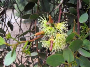 18 Types of Eucalyptus Trees: Leaves, Flowers, Bark – Identification ...