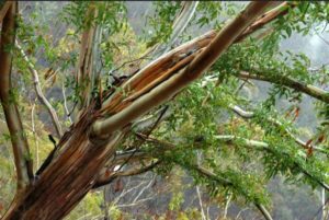 18 Types of Eucalyptus Trees: Leaves, Flowers, Bark – Identification ...