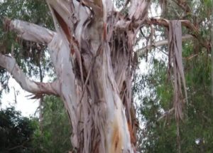 18 Types of Eucalyptus Trees: Leaves, Flowers, Bark – Identification ...