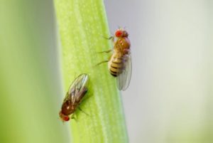 14 Types of Gnats And How To Identify Them - Mississippi Greens