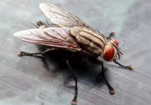 14 Types of Gnats And How To Identify Them - Mississippi Greens