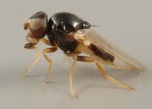 14 Types of Gnats And How To Identify Them - Mississippi Greens