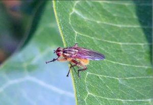 14 Types of Gnats And How To Identify Them - Mississippi Greens