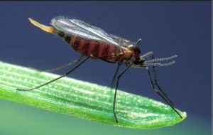 14 Types of Gnats And How To Identify Them - Mississippi Greens