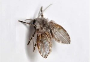 14 Types of Gnats And How To Identify Them - Mississippi Greens