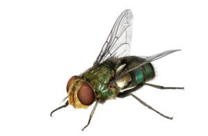 14 Types of Gnats And How To Identify Them - Mississippi Greens