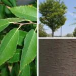 20 Japanese Trees: Types, Leaves, Bark – Identification Guide (Pictures)