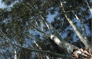 18 Types of Eucalyptus Trees: Leaves, Flowers, Bark – Identification ...