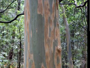 18 Types of Eucalyptus Trees: Leaves, Flowers, Bark – Identification ...