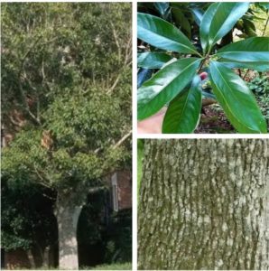 20 Japanese Trees: Types, Leaves, Bark – Identification Guide (Pictures)