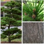 20 Japanese Trees: Types, Leaves, Bark – Identification Guide (Pictures ...