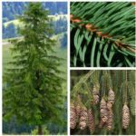 Major Tree Species In Colorado: Identification Guide - Mississippi Greens