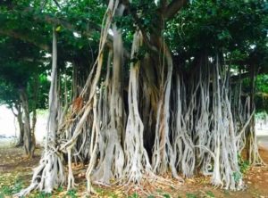 24 Types of Tree species In Hawaii: Native & Introduced Species ...