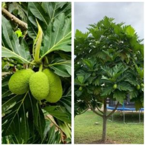 24 Types of Tree species In Hawaii: Native & Introduced Species ...