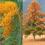 24 Types of Tree species In Hawaii: Native & Introduced Species ...