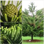 24 Types of Tree species In Hawaii: Native & Introduced Species ...