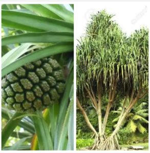 24 Types of Tree species In Hawaii: Native & Introduced Species ...