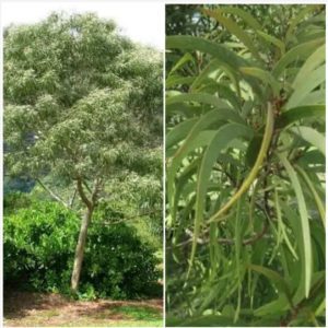 24 Types of Tree species In Hawaii: Native & Introduced Species