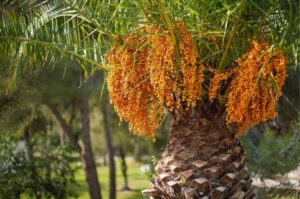 14 Major Palm Trees That Grow Well In South Carolina - Mississippi Greens