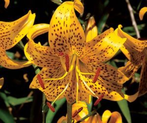 14 Types of Yellow Lilies And How To Grow Them - Mississippi Greens