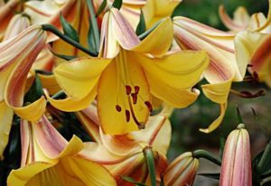 14 Types of Yellow Lilies And How To Grow Them - Mississippi Greens