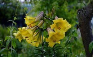 14 Types of Yellow Lilies And How To Grow Them - Mississippi Greens