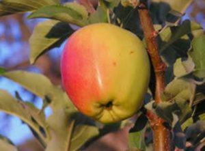 16 Types of Yellow Apples And How To Identify Them - Mississippi Greens
