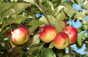 16 Types of Yellow Apples And How To Identify Them - Mississippi Greens