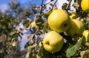 16 Types of Yellow Apples And How To Identify Them