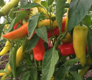 18 Types of Yellow Peppers And Their Characteristics - Mississippi Greens