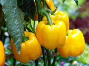 18 Types of Yellow Peppers And Their Characteristics - Mississippi Greens