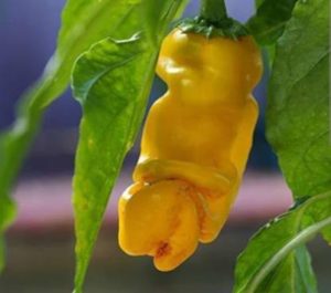 18 Types of Yellow Peppers And Their Characteristics - Mississippi Greens