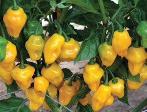 18 Types of Yellow Peppers And Their Characteristics
