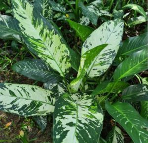 50 Types of Dieffenbachia Plants & How To Identify Them