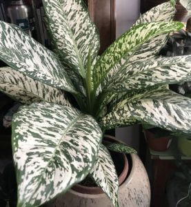 50 Types of Dieffenbachia Plants & How To Identify Them