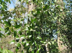 14 Vines That Grow On Trees And Their Effects - Mississippi Greens