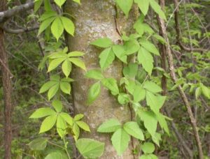 14 Vines That Grow On Trees And Their Effects - Mississippi Greens