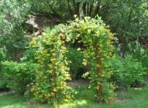 14 Vines That Grow On Trees And Their Effects - Mississippi Greens