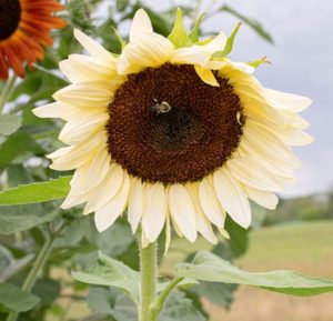 6 Types of White Sunflowers And How To Identify Them - Mississippi Greens