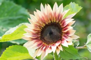 6 Types of White Sunflowers And How To Identify Them - Mississippi Greens