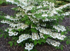 21 Types of Viburnum: Shrubs, Trees and Hedges (With Pictures ...