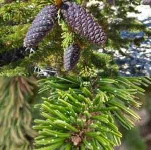 35 Types of Pine Trees with Identification Guide, Chart and Pictures ...