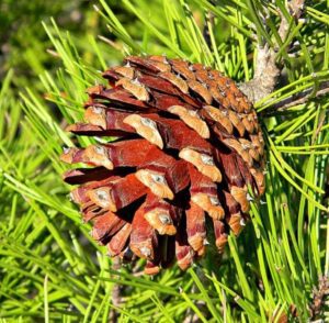 35 Types of Pine Trees with Identification Guide, Chart and Pictures ...