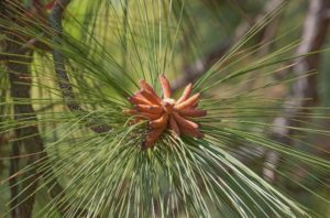 35 Types of Pine Trees with Identification Guide, Chart and Pictures ...