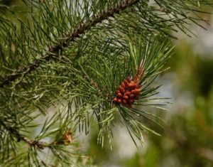 35 Types of Pine Trees with Identification Guide, Chart and Pictures ...