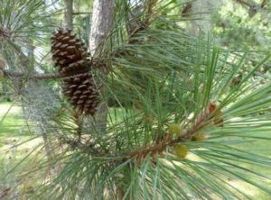 35 Types of Pine Trees with Identification Guide, Chart and Pictures ...