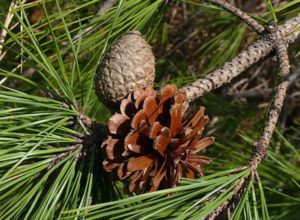 35 Types of Pine Trees with Identification Guide, Chart and Pictures ...